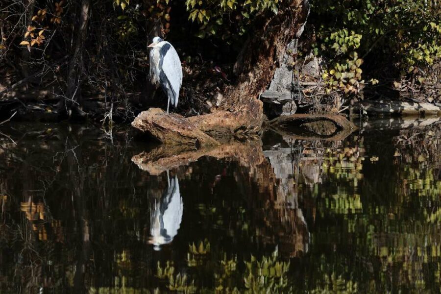 Canon EOS R7 & EOS R10 Sample Images - Daily Camera News