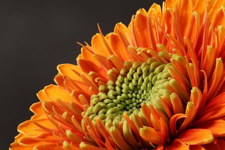 Canon EOS R7 & EOS R10 Sample Images - Daily Camera News